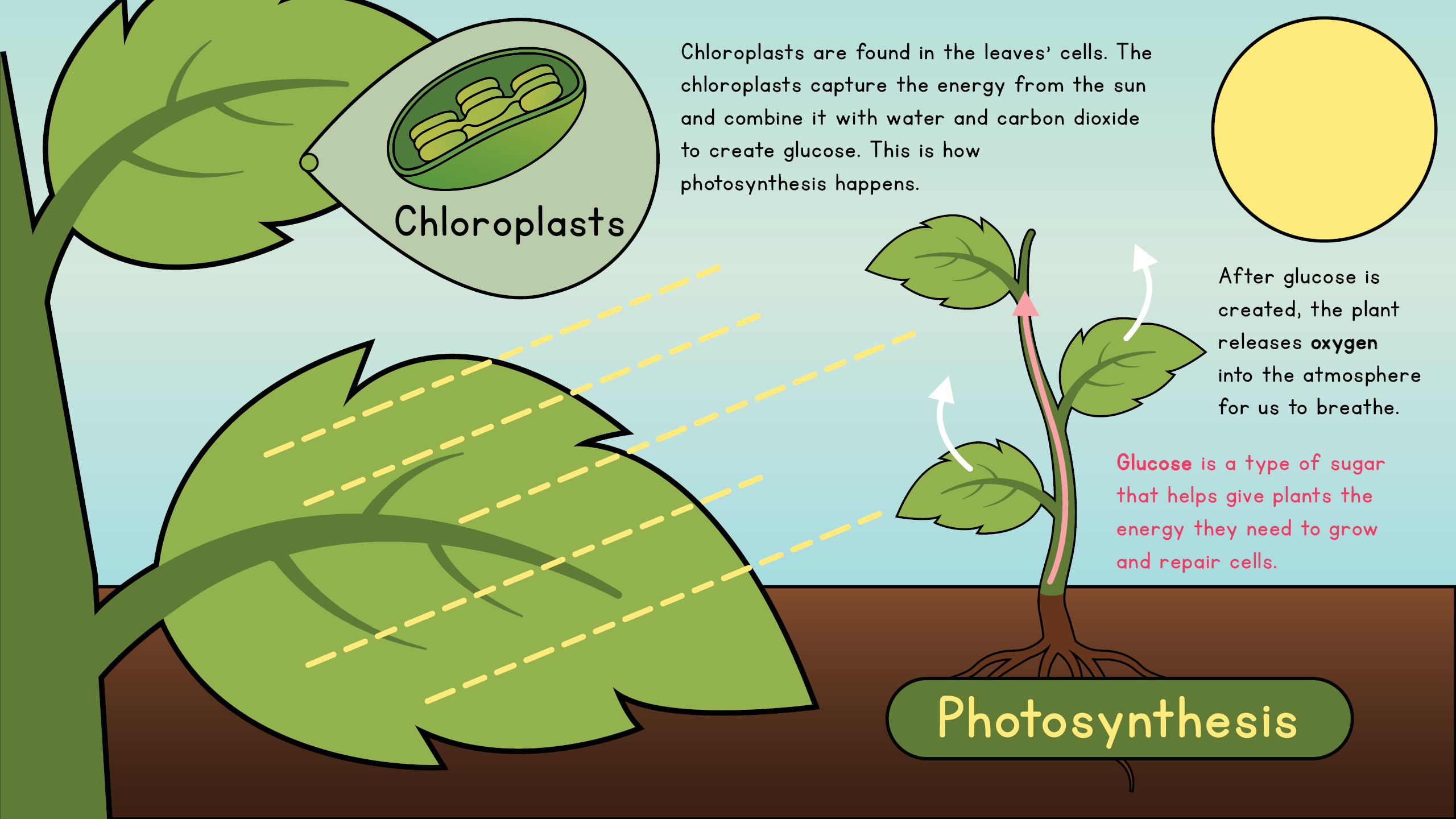 5_6_Ecosystems_Photosynthesis-2